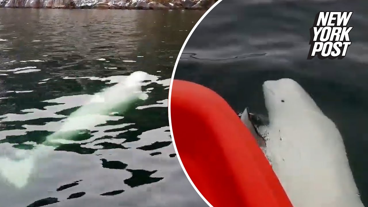 Archive Footage Shows Russian 'Spy' Whale Greeting Carer Before ...