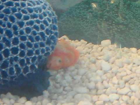 Red Devil murders red parrot cichlid literally =( - YouTube