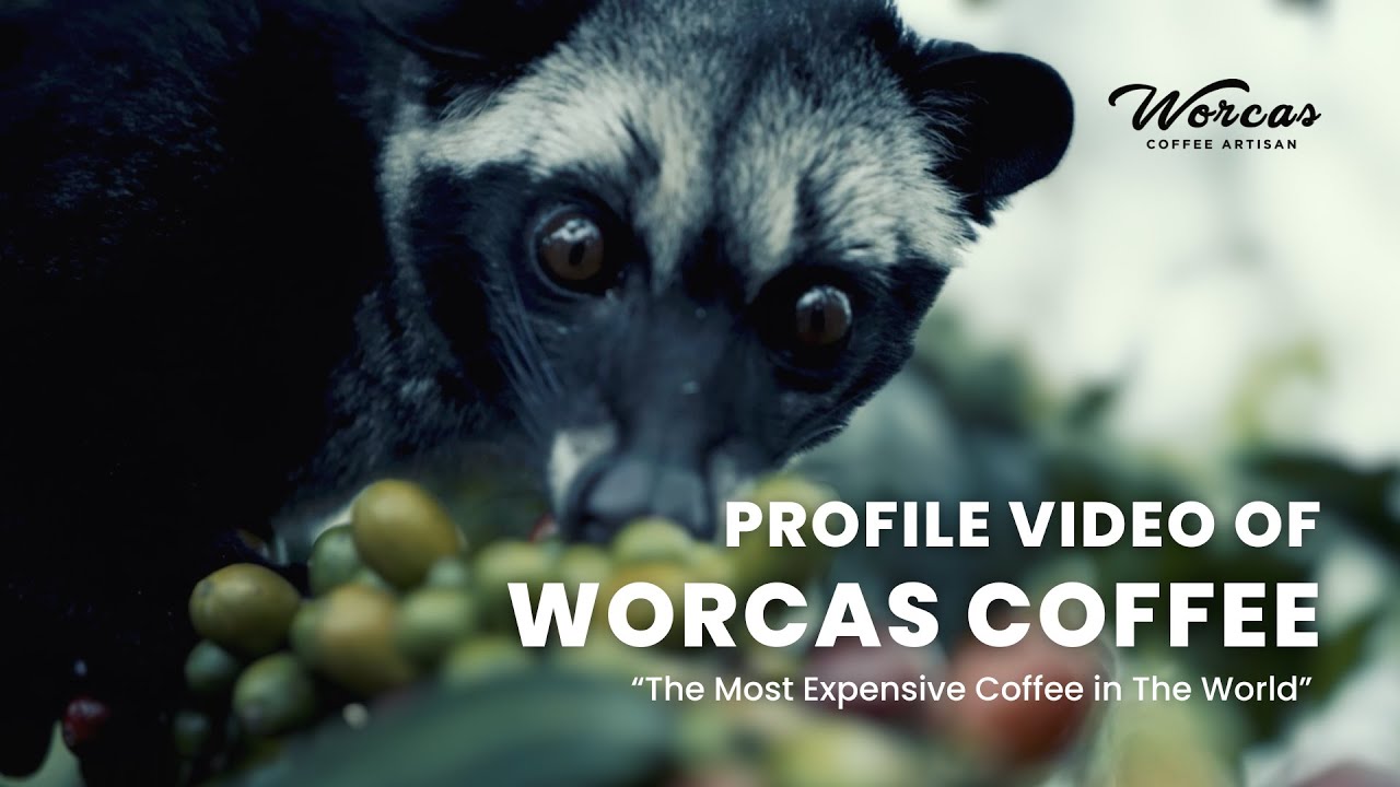 Profile Video of Worcas Coffee - Backstory of Luwak Coffee-Making ...