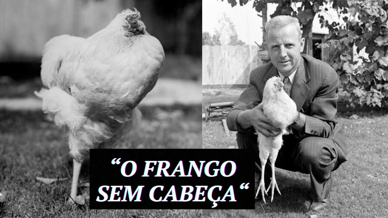 Mike, o frango que viveu sem cabeça por 18 meses em Fruita no Colorado ...