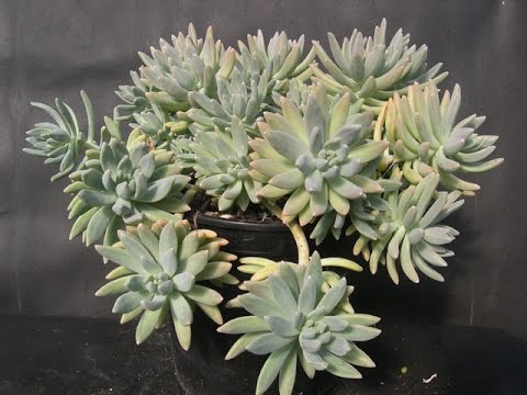 Pretty Succulents-Graptosedum 'Francesco Baldi' - YouTube