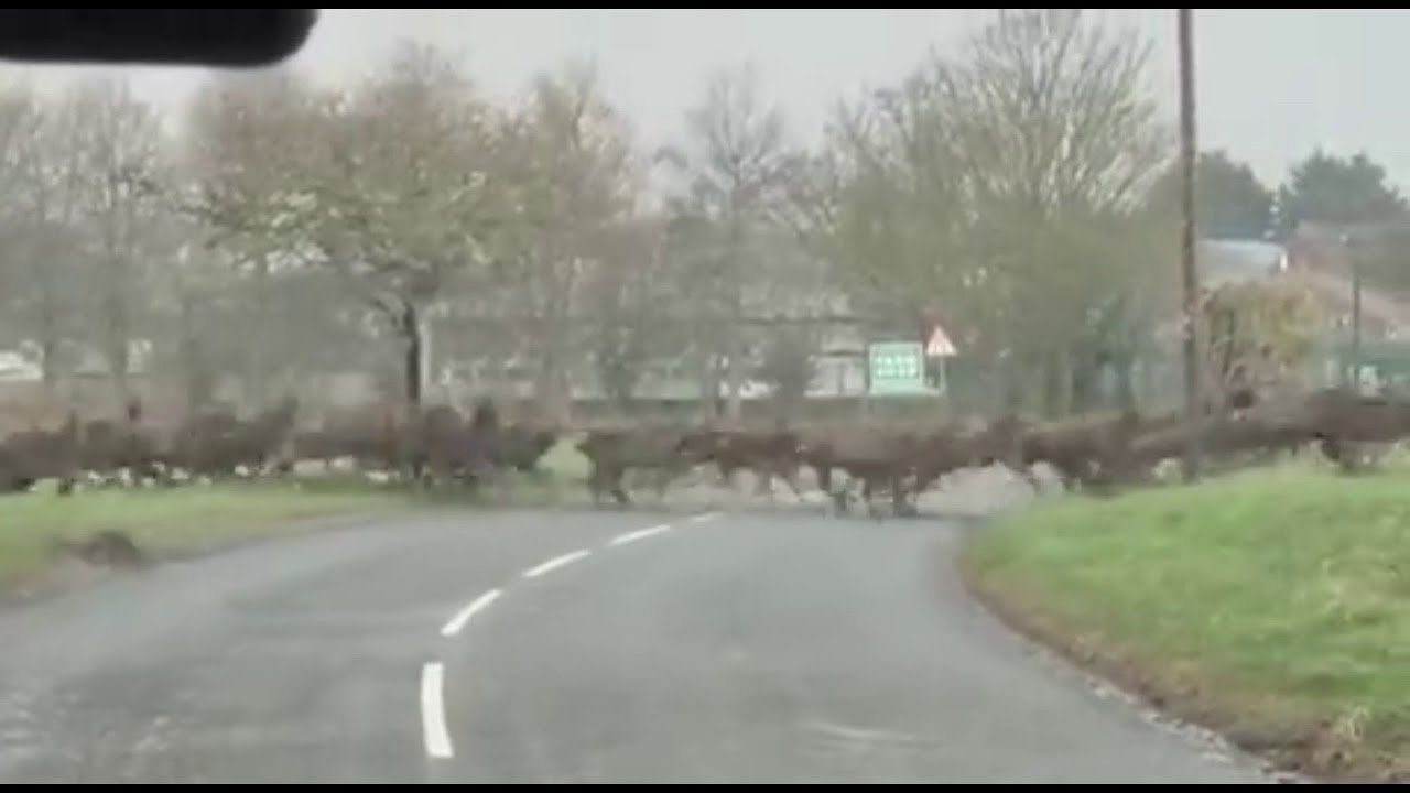 Oh deer: Herd of deer charge across road in England - YouTube
