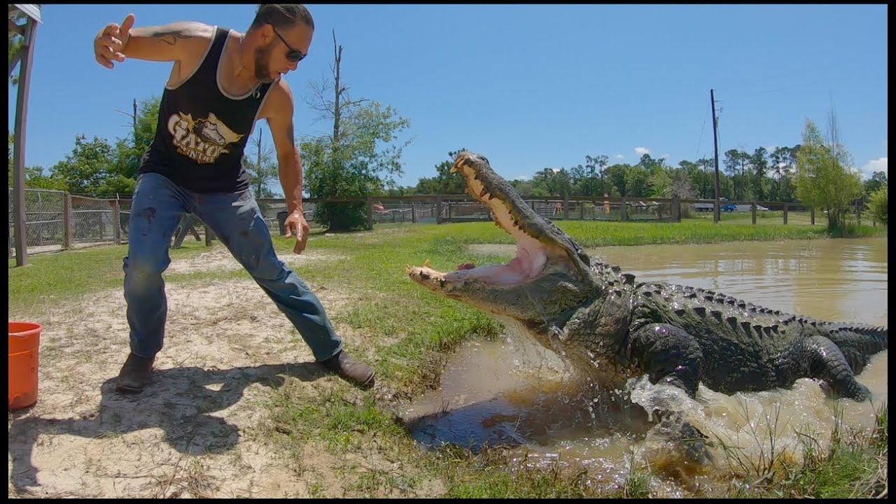 Alligator Bite Compilation - YouTube
