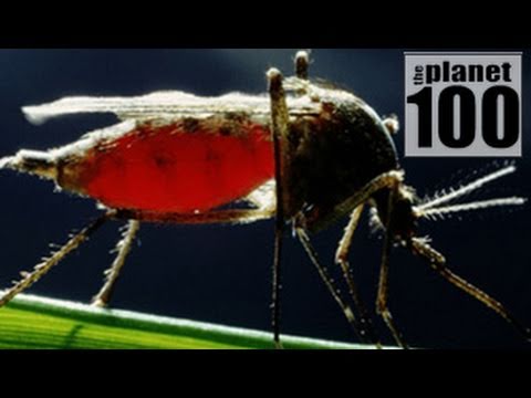 Planet 100: Super Mosquitoes Fight Dengue - YouTube