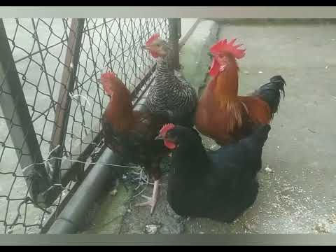 Ordu-Ünye Köylü Pazarı.Geçmişte düğün ve benzeri davetlerin vazgeçilmez hediyelikleriydi  tavuklar..