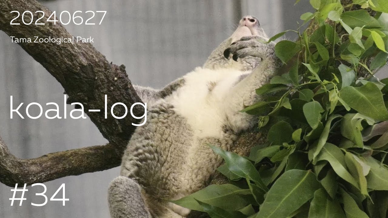 [koala-log] コアラログ #34 多摩動物公園 240627 🐨 - YouTube