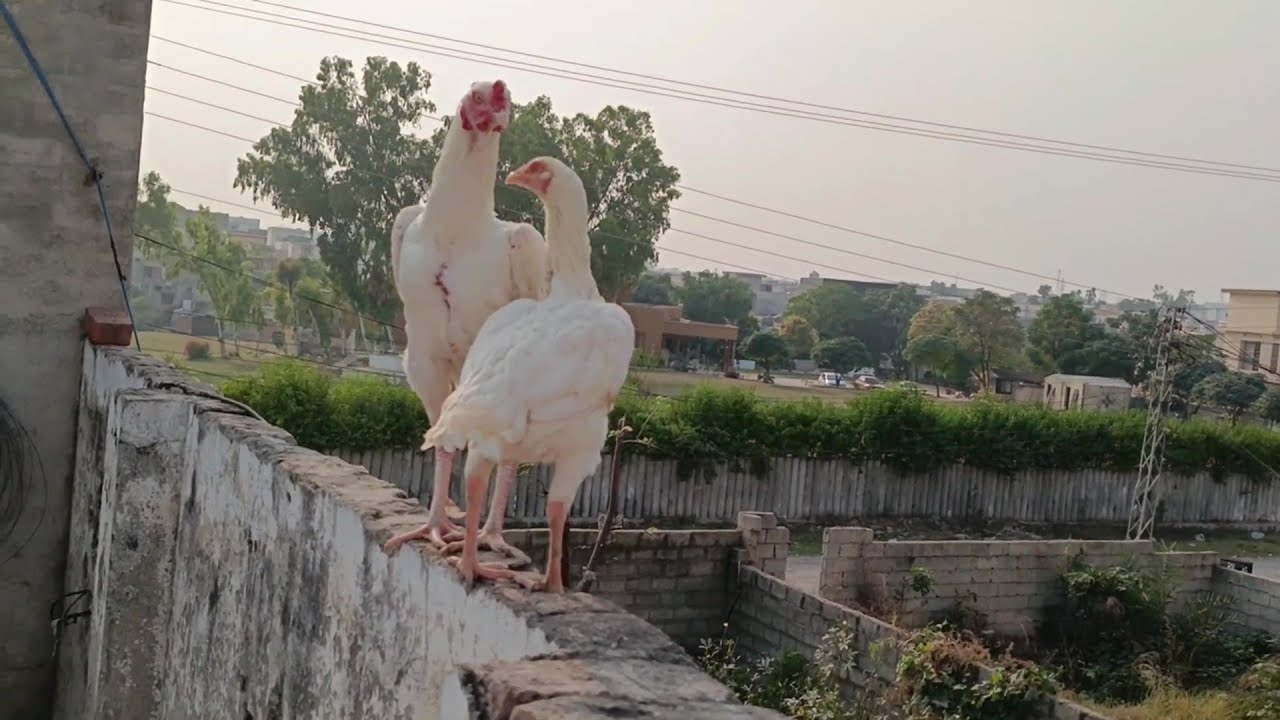 Heera Aseel Chickens | Heera Aseel Eggs | Aseel Chicks | Heera Aseel ...