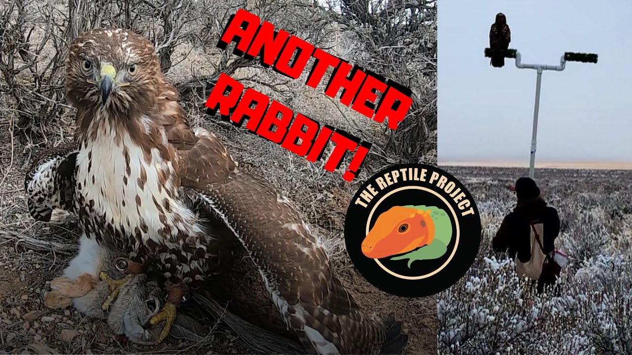 Another Rabbit! Red Tailed Hawk Hunt - YouTube