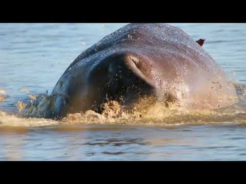 Why Hippos Spray Their Poop Like a Fast Helicopter