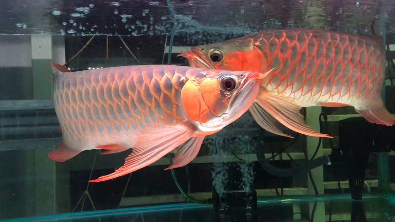 Super red arowana sepauk kapuas hulu spoon head calon full block body ...