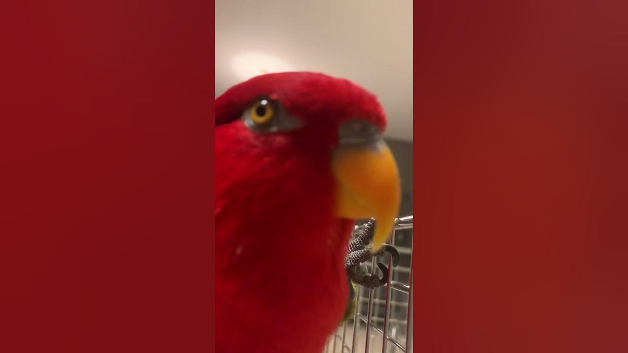 Red birb🍅Today's wuewuewuewue - YouTube