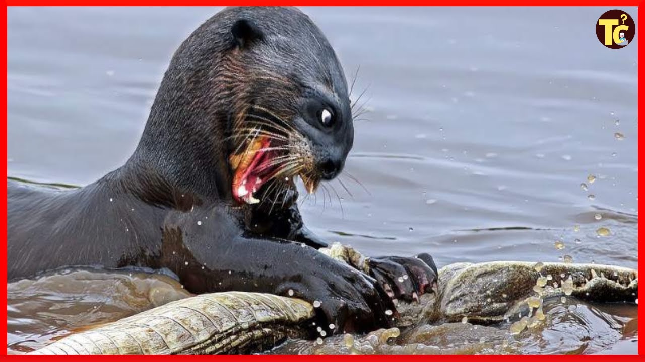 el monstruo más mortal del rio amazonas - YouTube