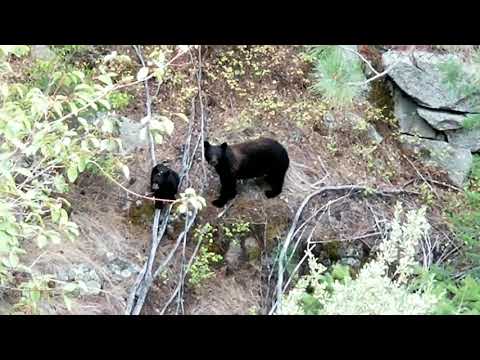 Yelling At Bears Works & Is Highly Effective (10th bear encounter) See ...