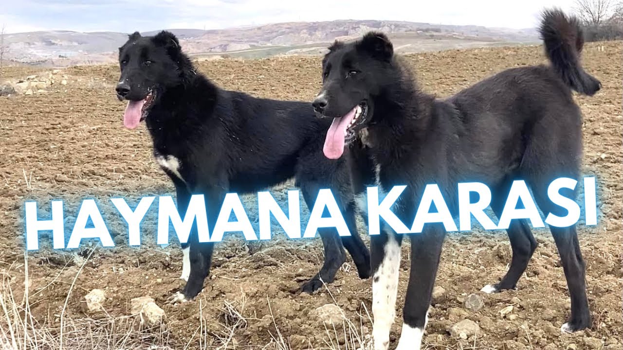 Haymana Karası Dog Breed - Facts and Information - YouTube