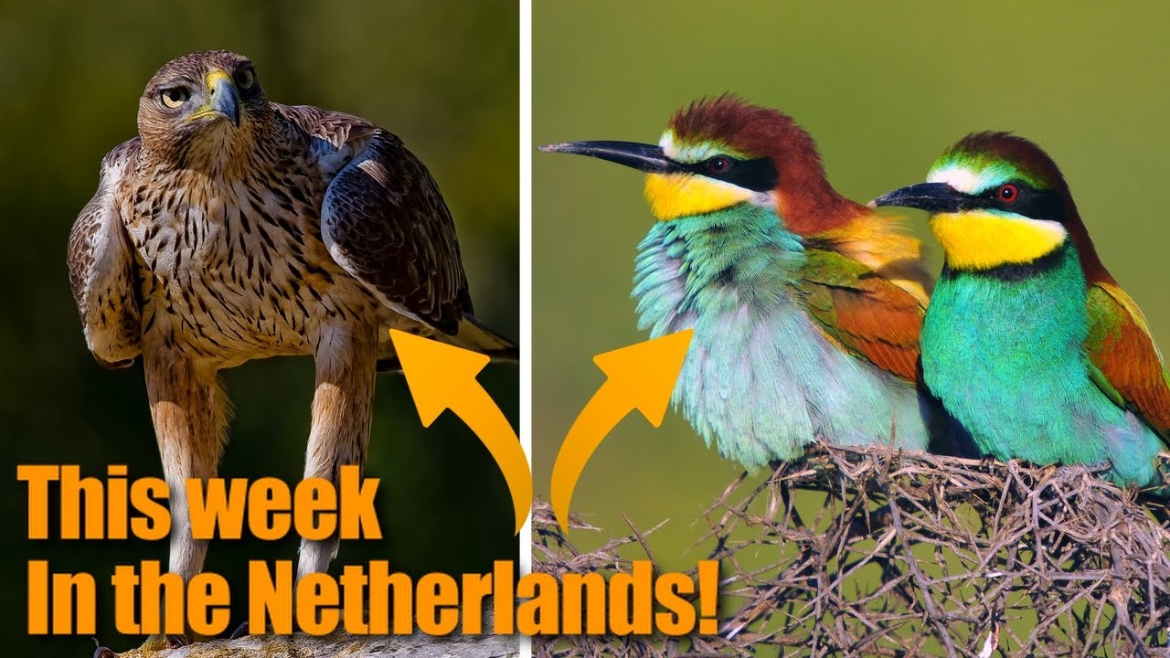 Rarest Birds in the Netherlands | April 7th - 13th 2025 (week15) - YouTube