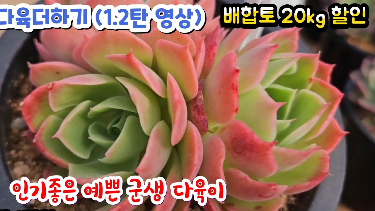다육더하기12탄 영상 예쁜 다육이 군생 착한 다육이 힐링하세요 엔시노 피치민트 에게리아 슈가베이비 로라 Youtube