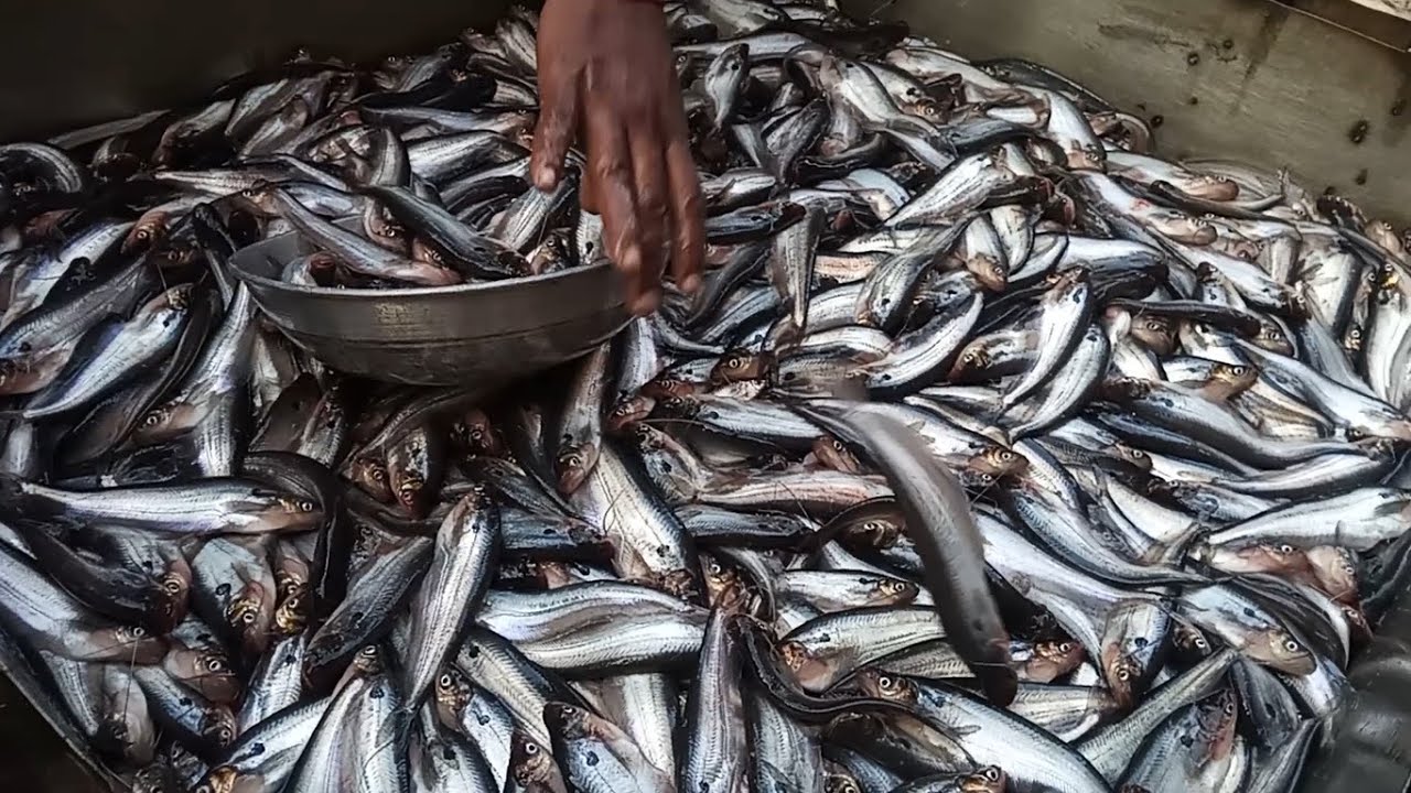 Big Fish Cutting, Small Fish Seller, Excellent Fish Market in ...