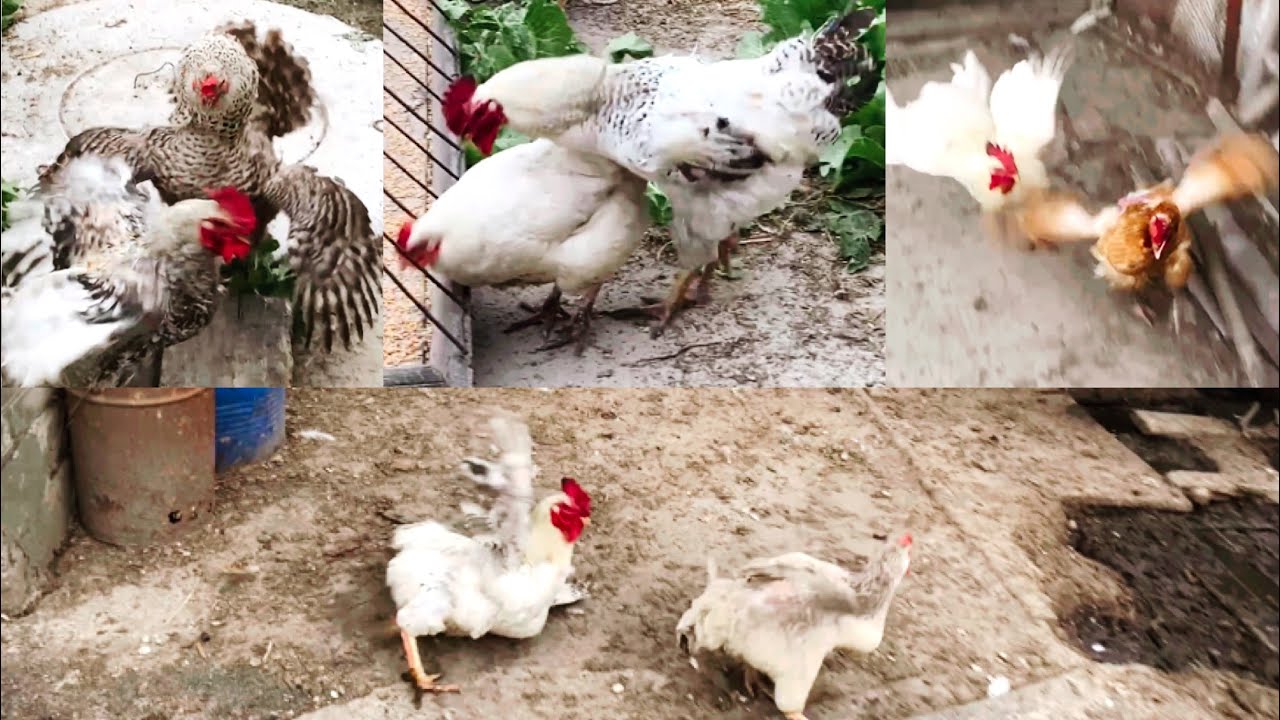 Energetic roosters run after hens - YouTube