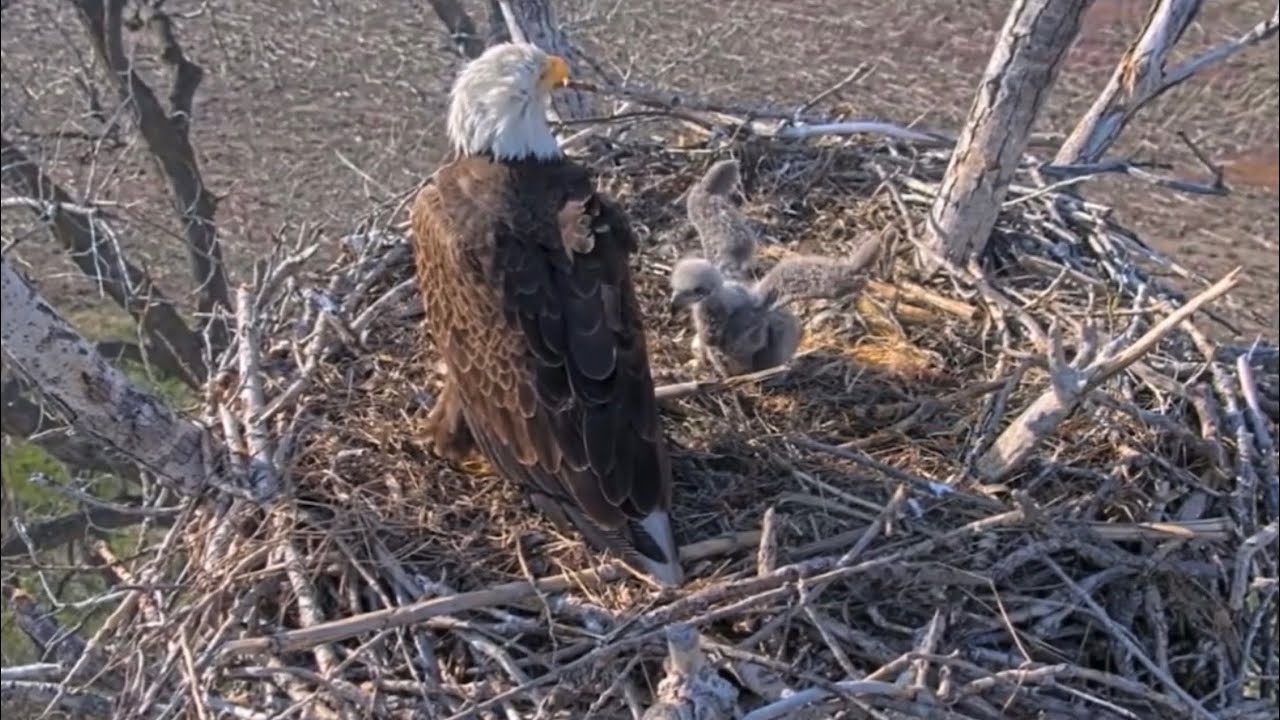 Kansas Eagles 4-7-25. Moments in Time: Kanza & Dad; Family Meal Time ...