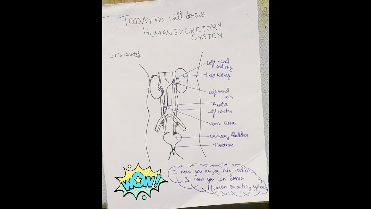 HUMAN EXCRETORY SYSTEM[IMPORTANT DIAGRAM][CLASS 10] - YouTube