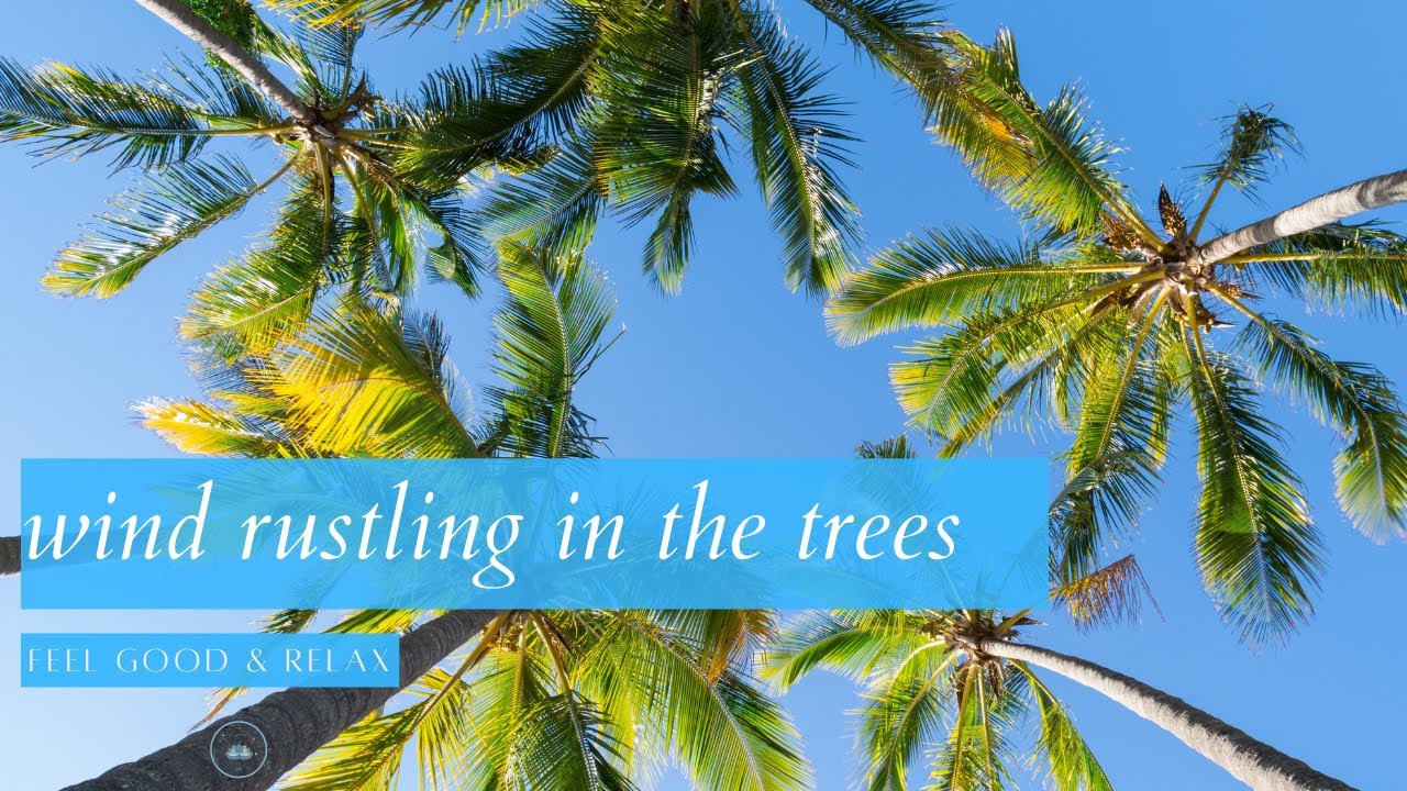 Wind rustling in the trees - YouTube