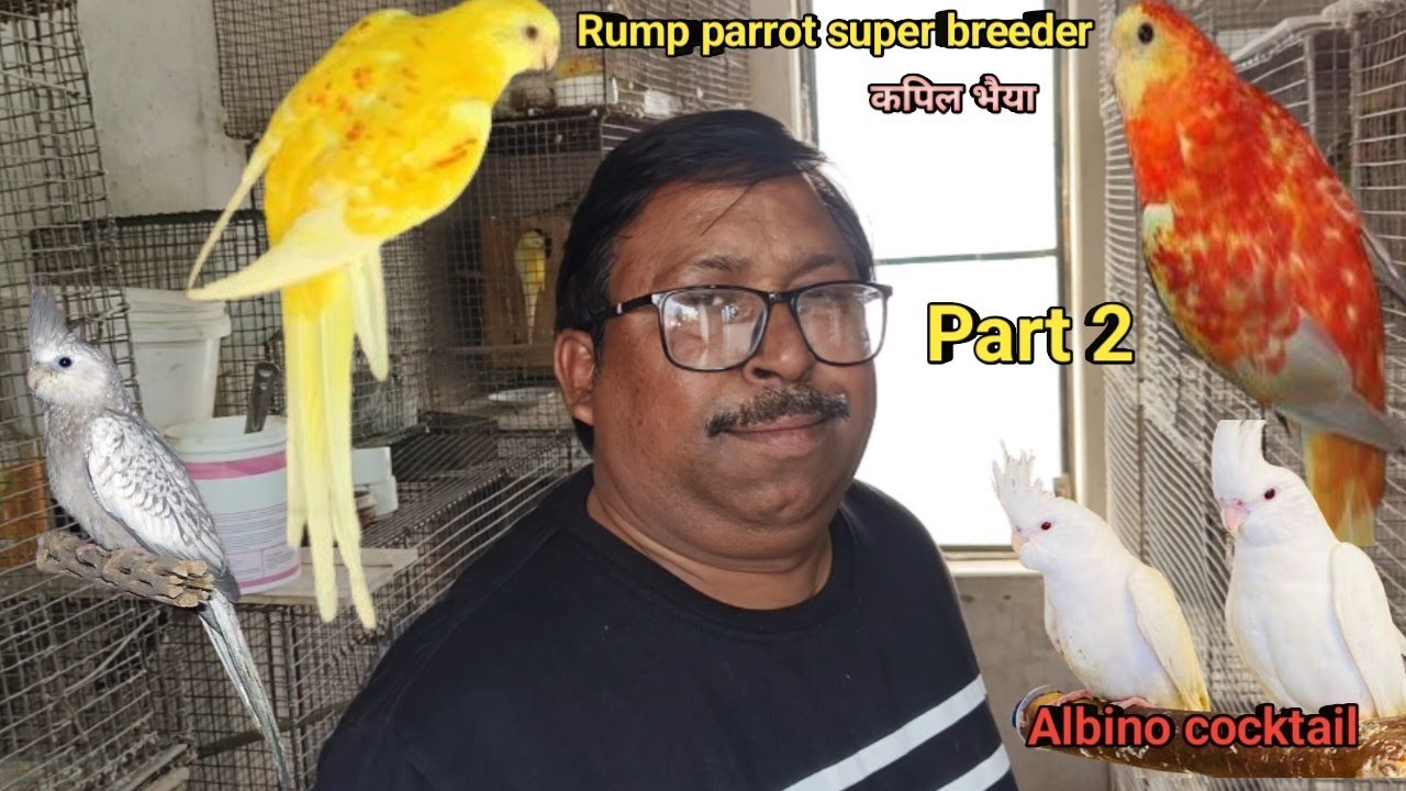 Rump parrot and cocktail bird breeder kapil bhai setup visit - YouTube