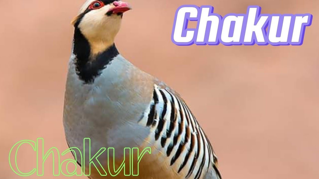 Chakur ke bare me malumat 👌💞 - YouTube
