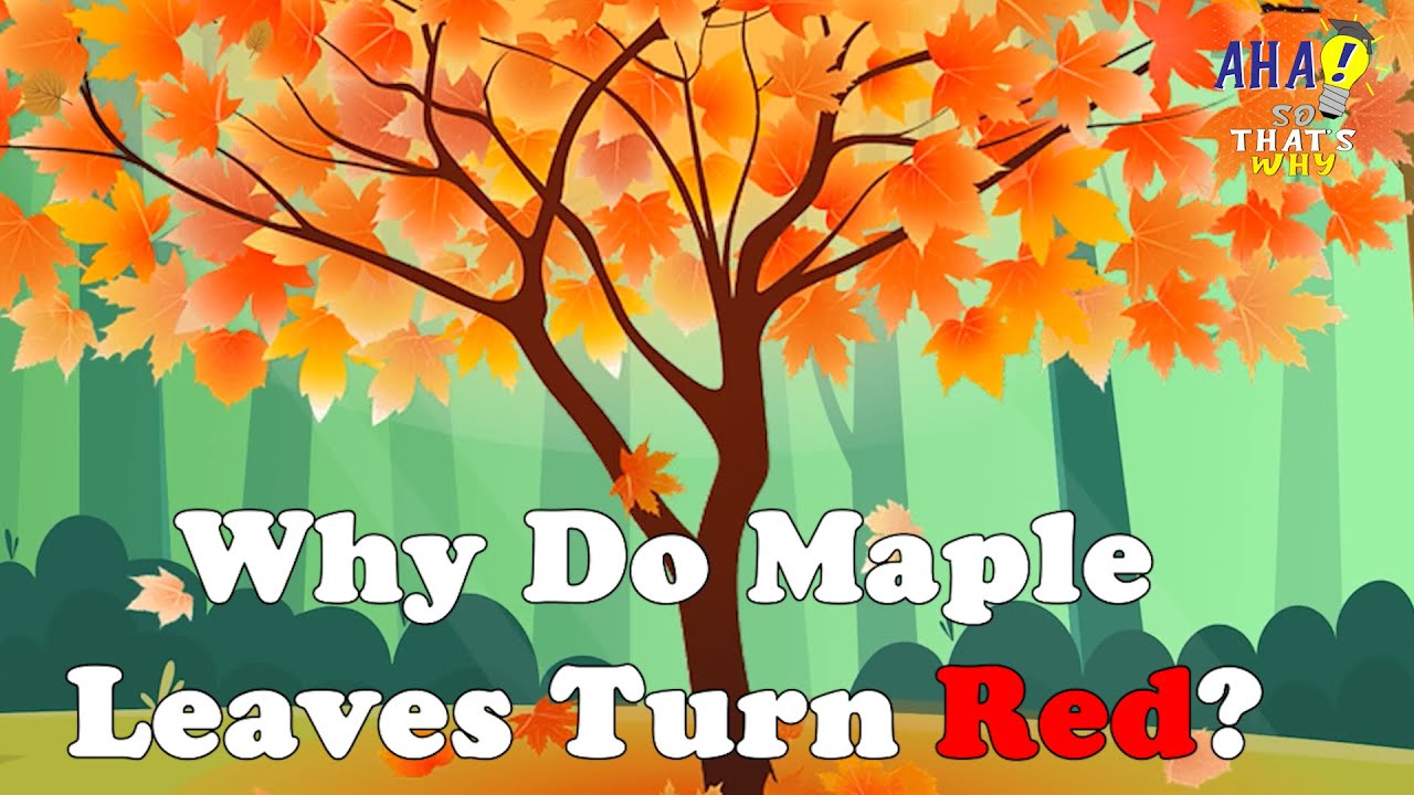 Why Do Maple Leaves Turn Red In Autumn YouTube Why Do Maple Leaves Turn Red In Autumn YouTube