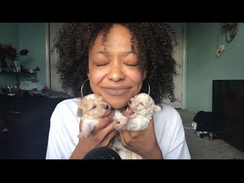ASMR | PUPDATE 🐶 ️ (Puppy Update) - YouTube