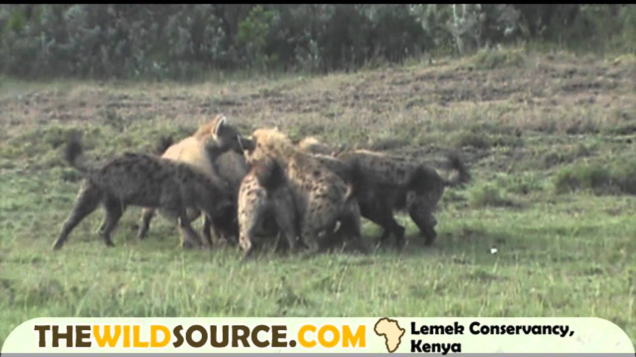 Laughing vocalizations of spotted hyenas as they feast - YouTube