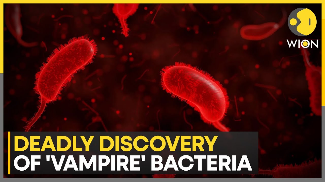 Scientists discover deadly 'Vampire bacteria' | Latest News | WION ...