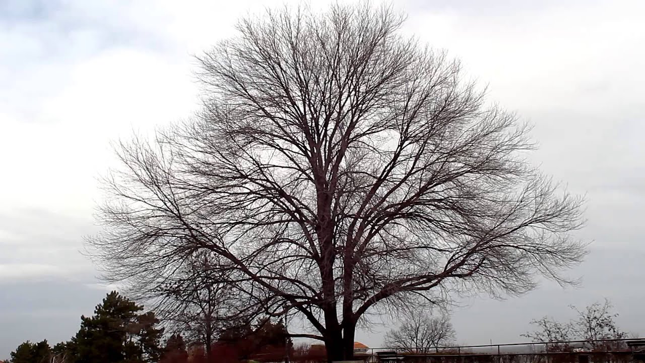 Tree 6 - Free HD stock footage - YouTube
