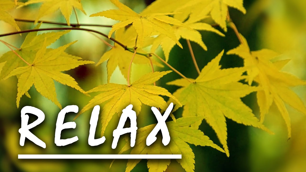 4K Autumn Leafs & Relaxing Nature Sound! Beautiful Fall Leaf Colors ...