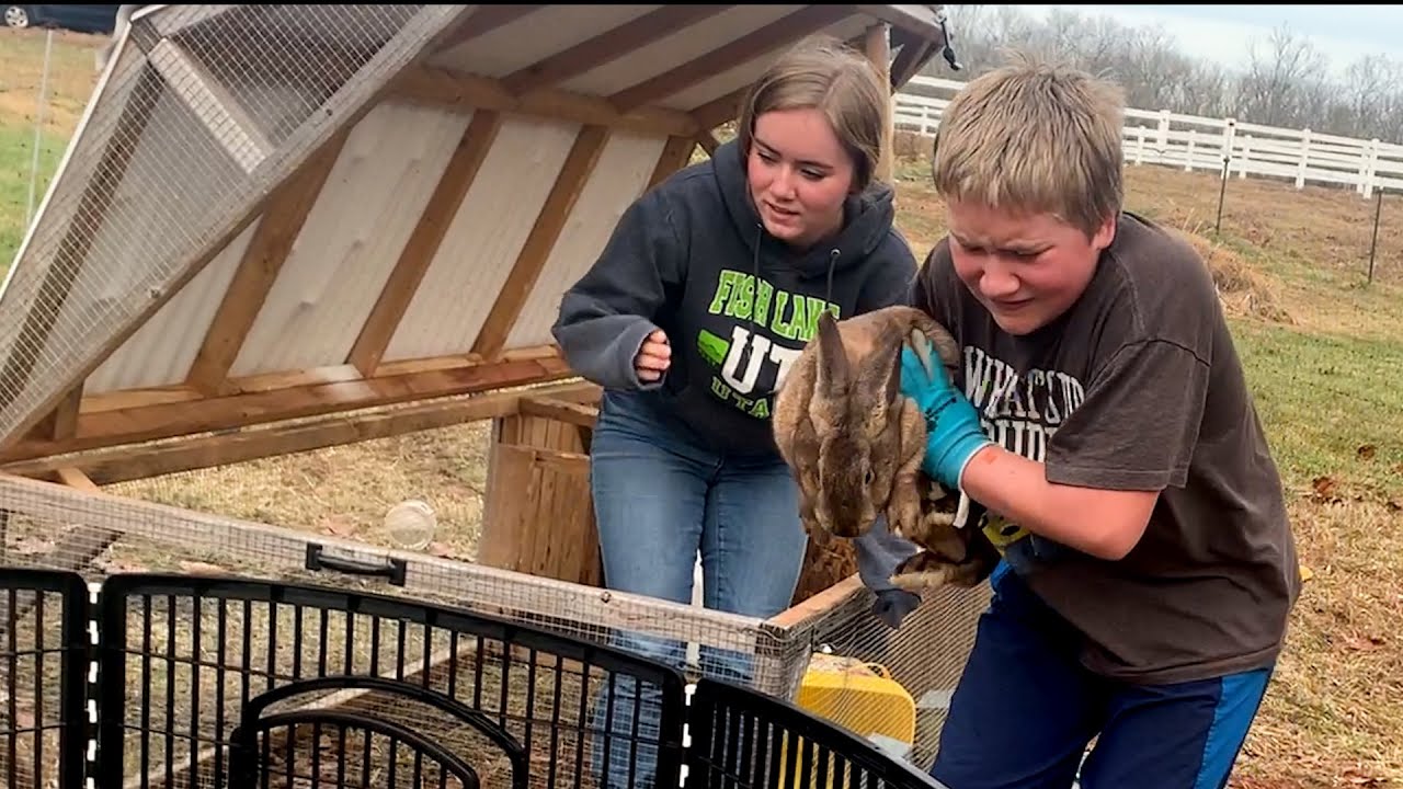 It's Time To Make Some Rabbit Living Arrangement Changes! - YouTube