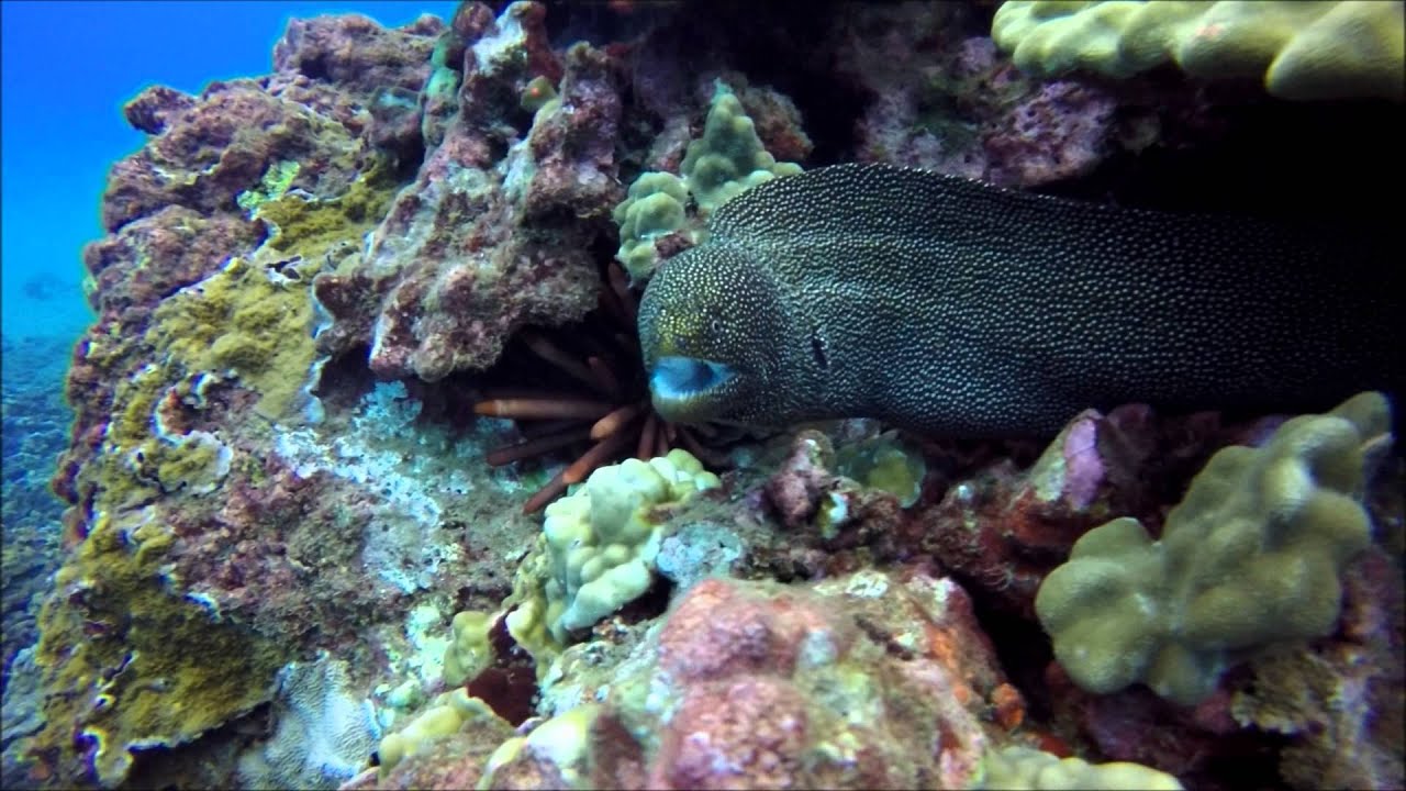 scuba diving video compilation - YouTube