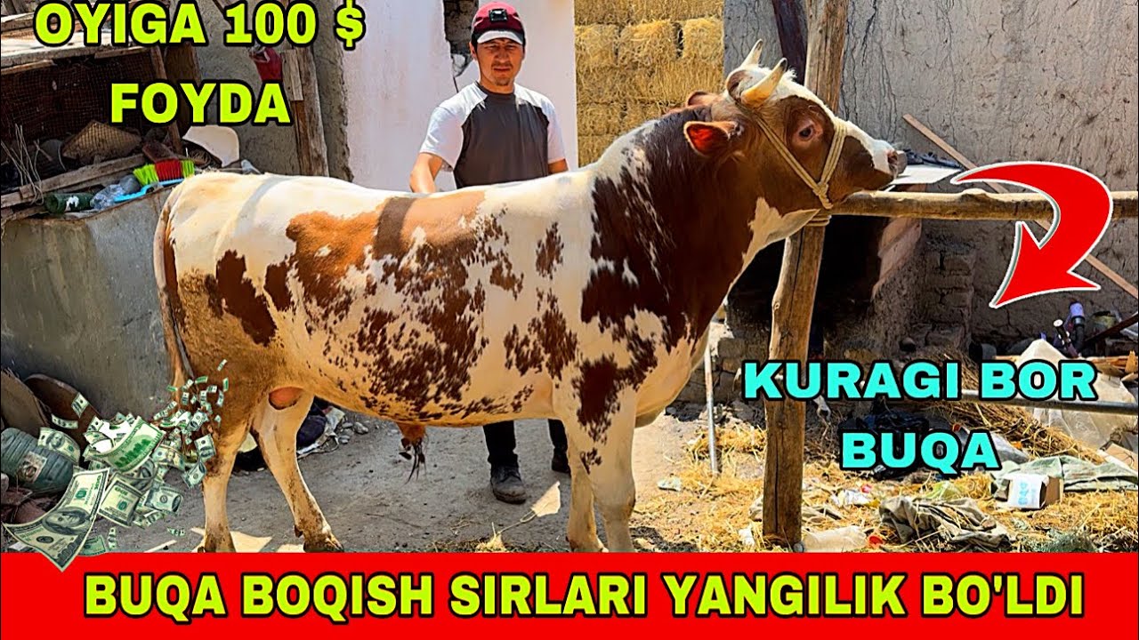 BUQA BOQISH SIRLARI 91-055-59-57 SOTILADI SAVDOLASHAMIZ - YouTube