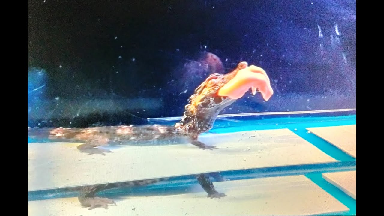 Watch Tiny Cute Baby Gator / Dwarf Caiman Choke Down Large Chunk of ...