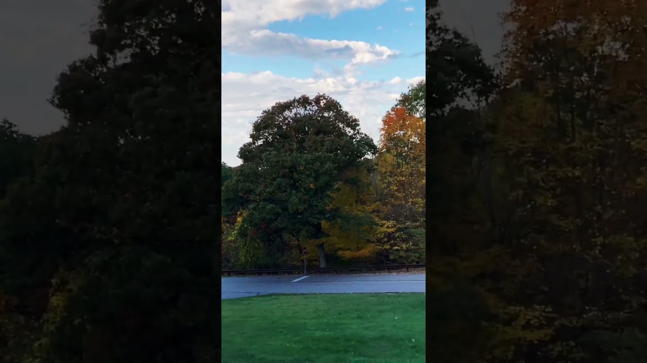 The best looking trees of the year #adventures @Adventures Of Emilio ...