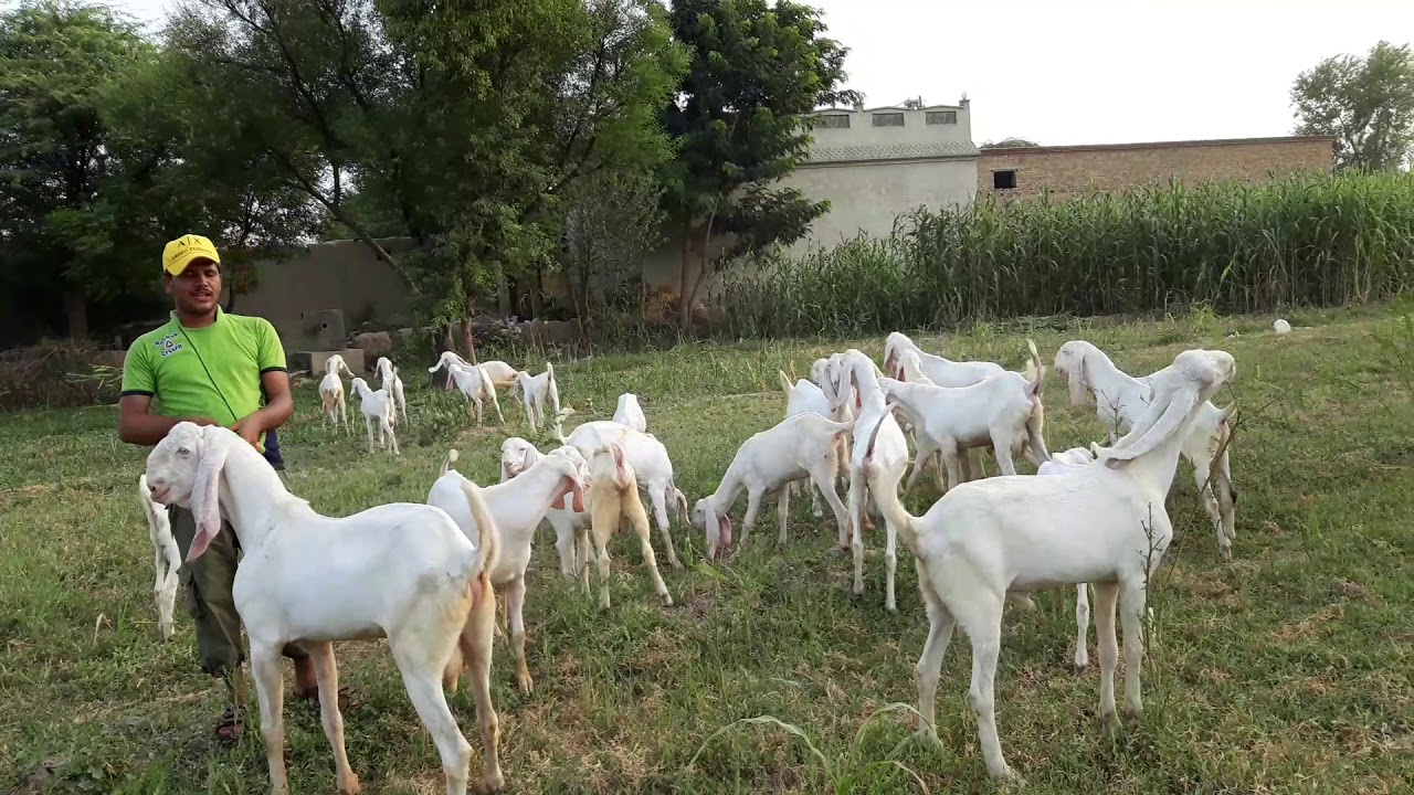 Rajanpuri bakra pure white Gulabi Mohammad Sagar goat farm Dera Ghazi ...
