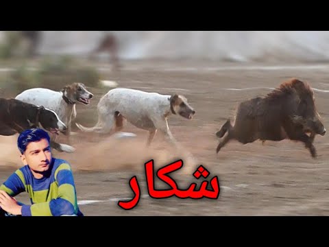 New Shikar Wild Boar Hunting Dogs (Sindh vs Lahore) 2025 - Hog Dogs 2025 - Soor ka Shikar