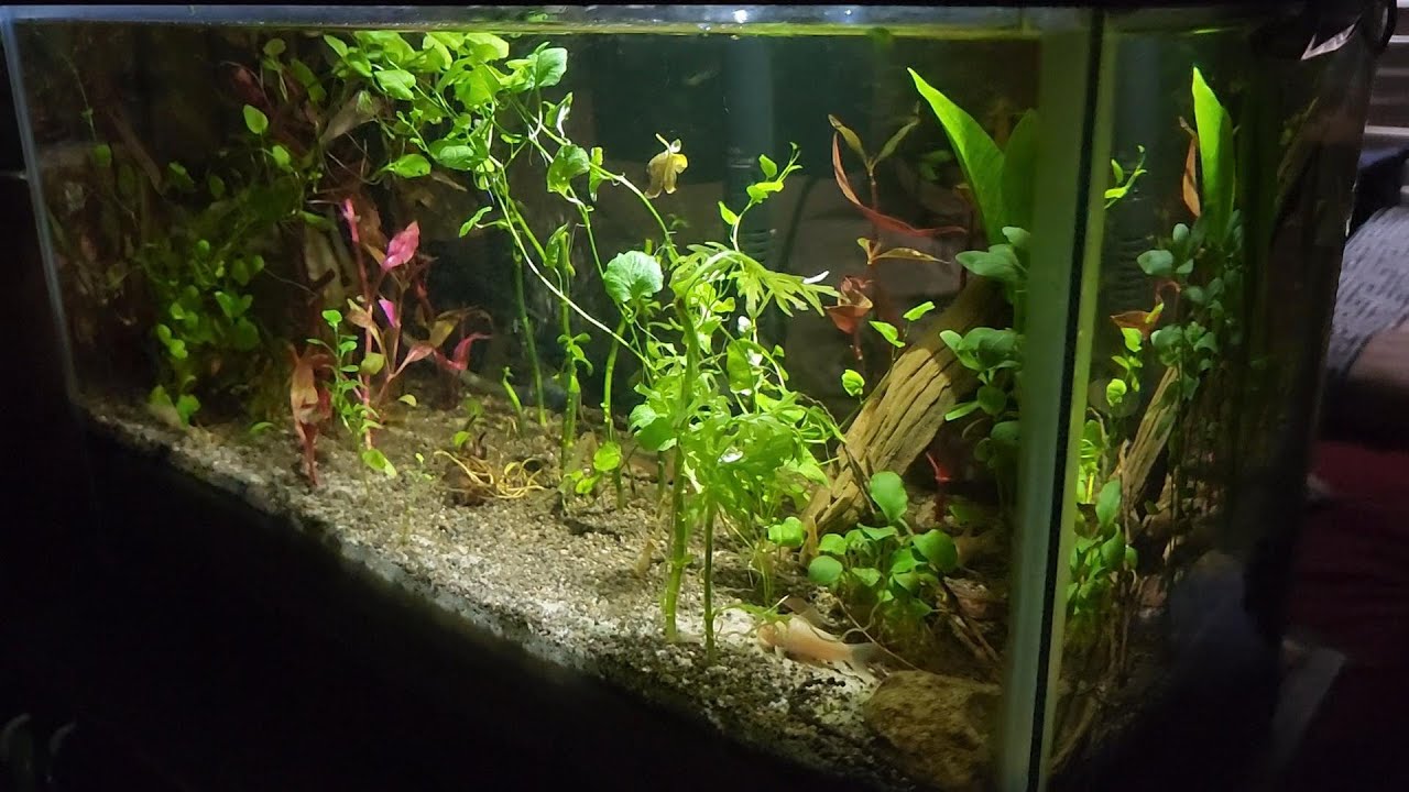 All-Natural Self-Sustainable Fish Aquarium - YouTube