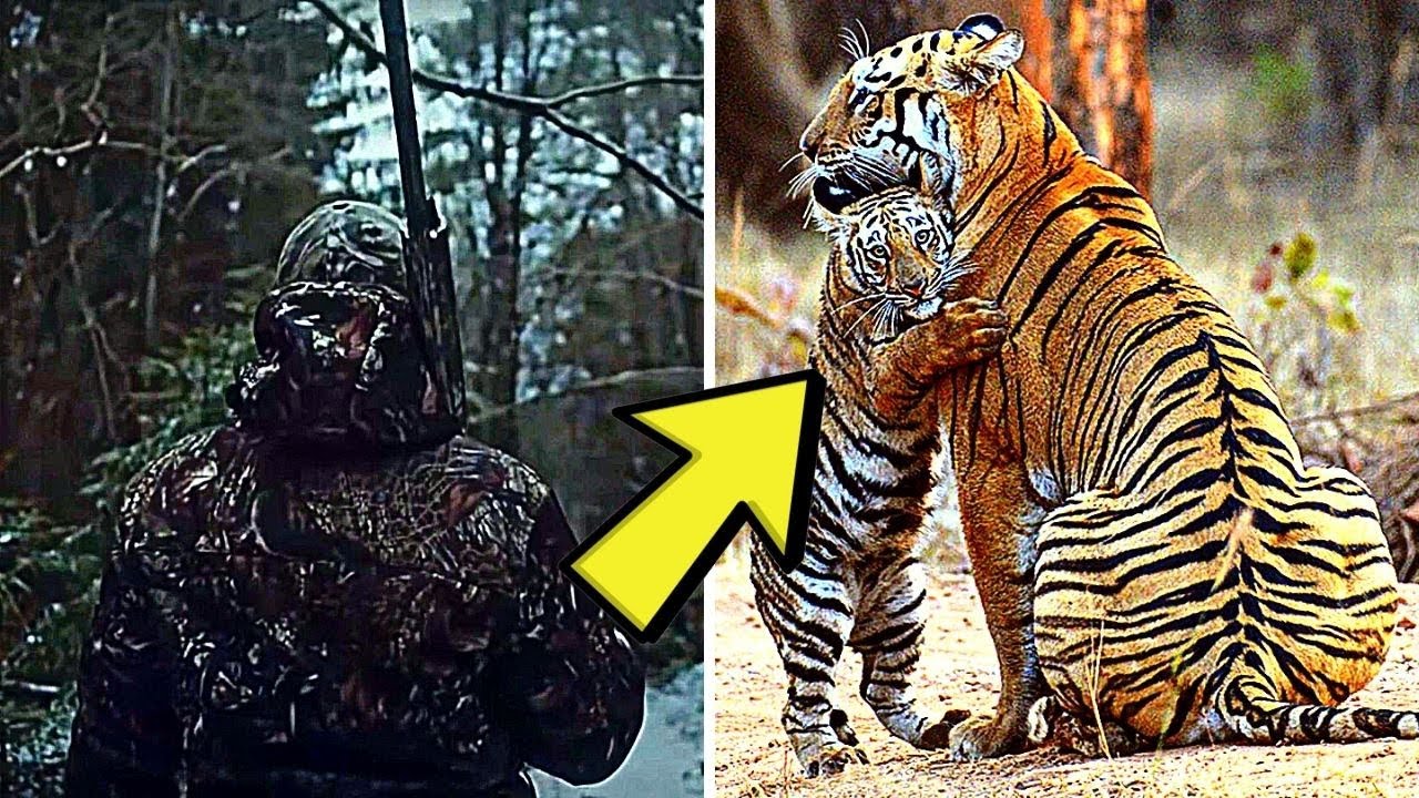 Wounded Tigress brings its cub to a local hunter and disappears into ...