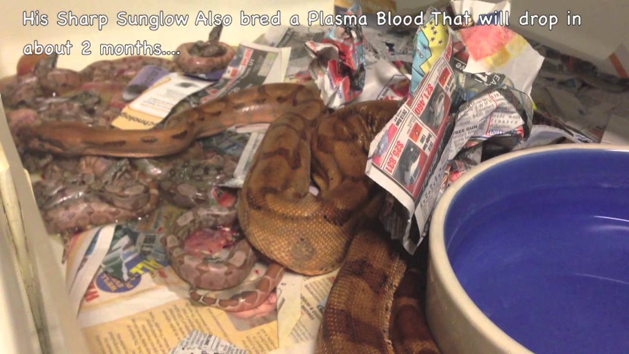 Stone VS Stone Boa Constrictor Breeding War... - YouTube