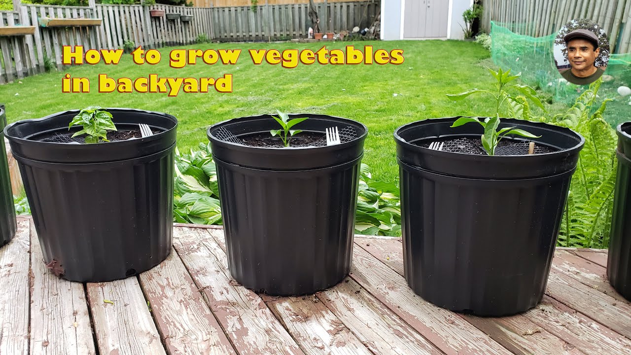 How to grow vegetables in your backyard | Make it easy - YouTube