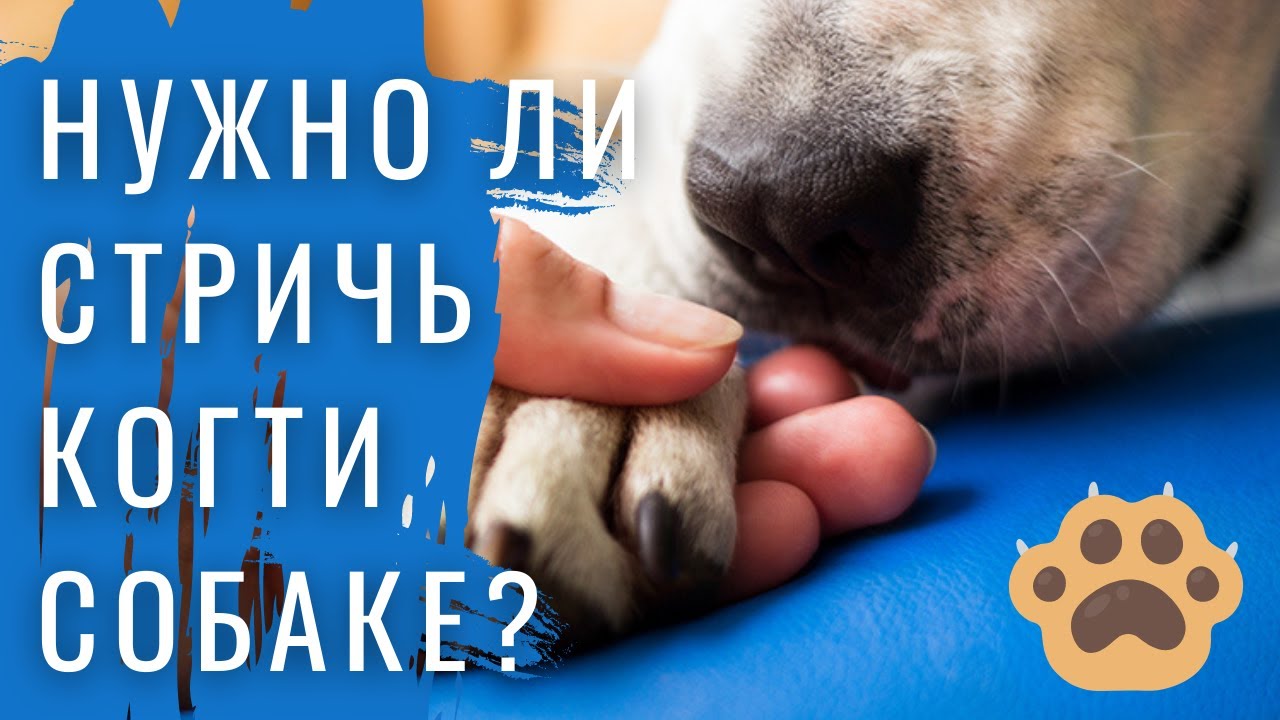 🐕📝🐾 Нужно ли обрезать когти собаке и как это правильно делать Youtube