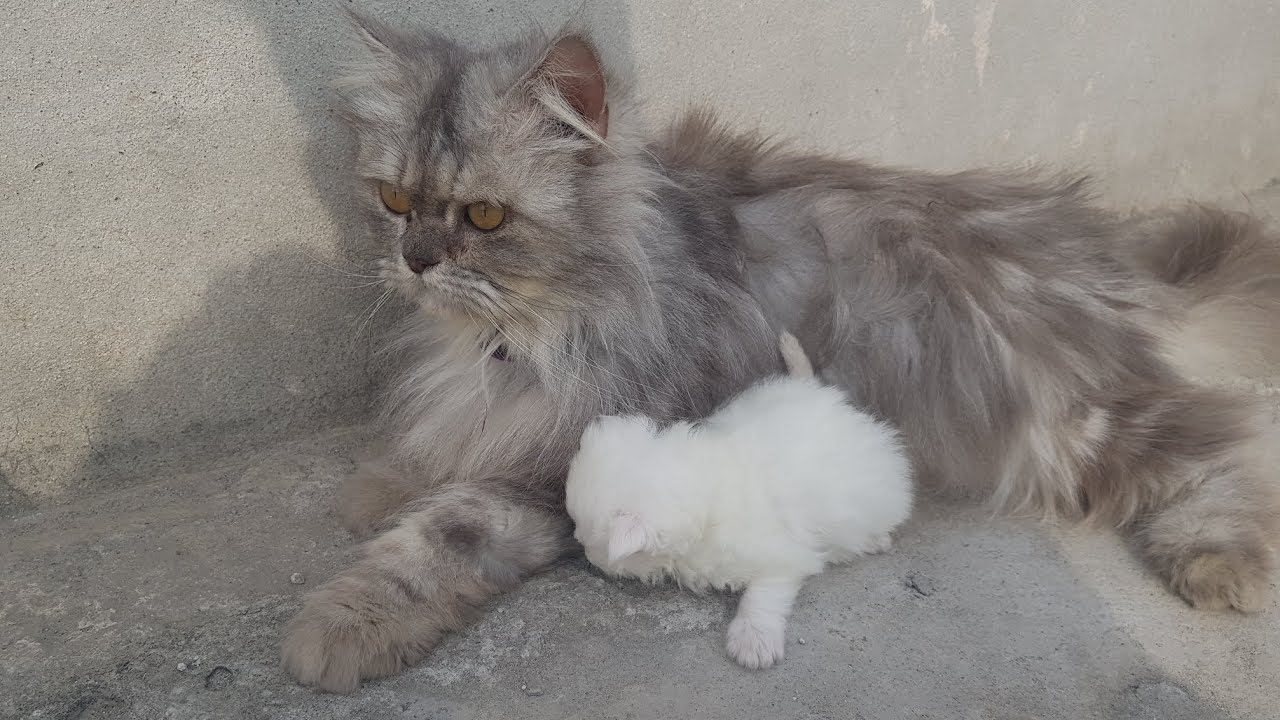 cat ka baby ko chhat per le Aaye #viralvideo - YouTube