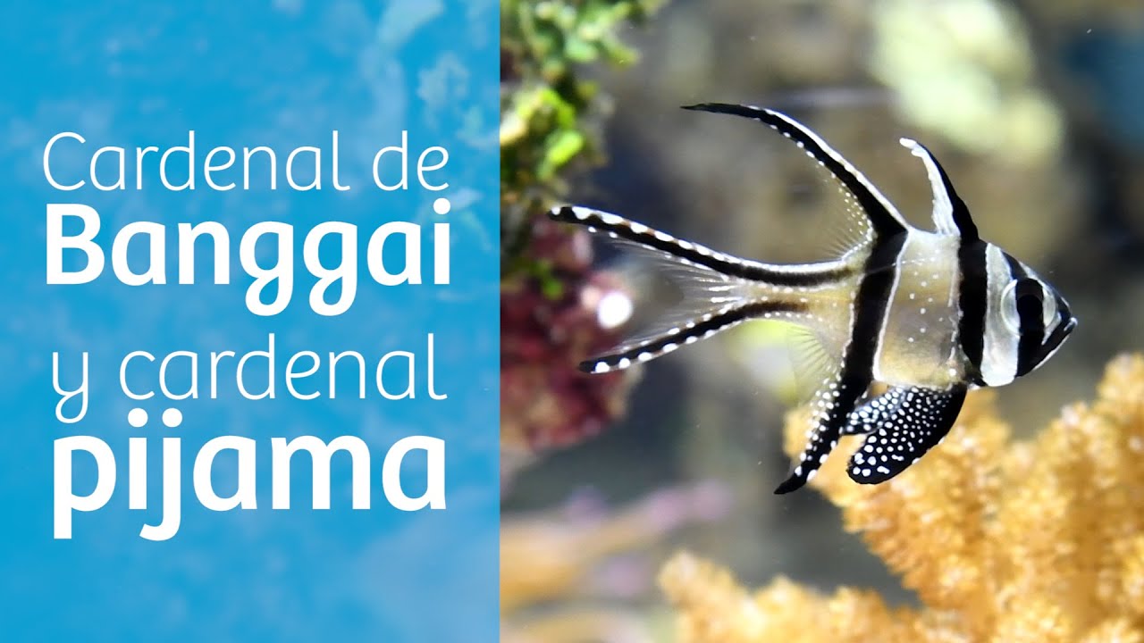 Peces cardenal · Marinos asiáticos [ Banggai & Pijama ] - YouTube