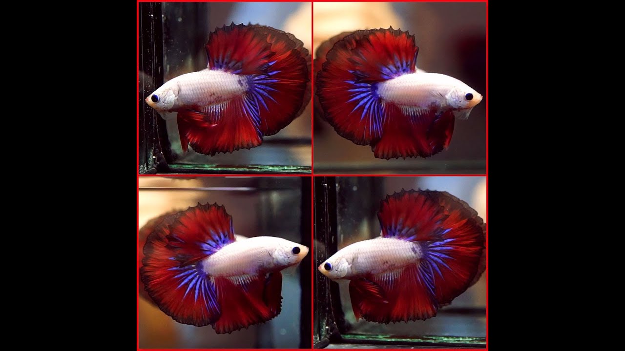 Live Betta Fish DRAGON SUPER RED BLUE STARTAIL Halfmoon HM Male #A502 ...