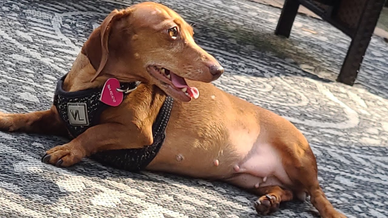RIP Sadie - YouTube