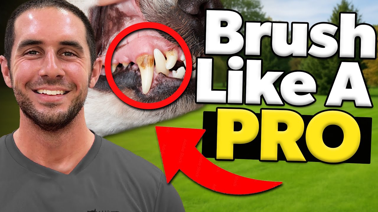 How to Brush Dog Teeth at Home (Step-by-Step Guide) - YouTube